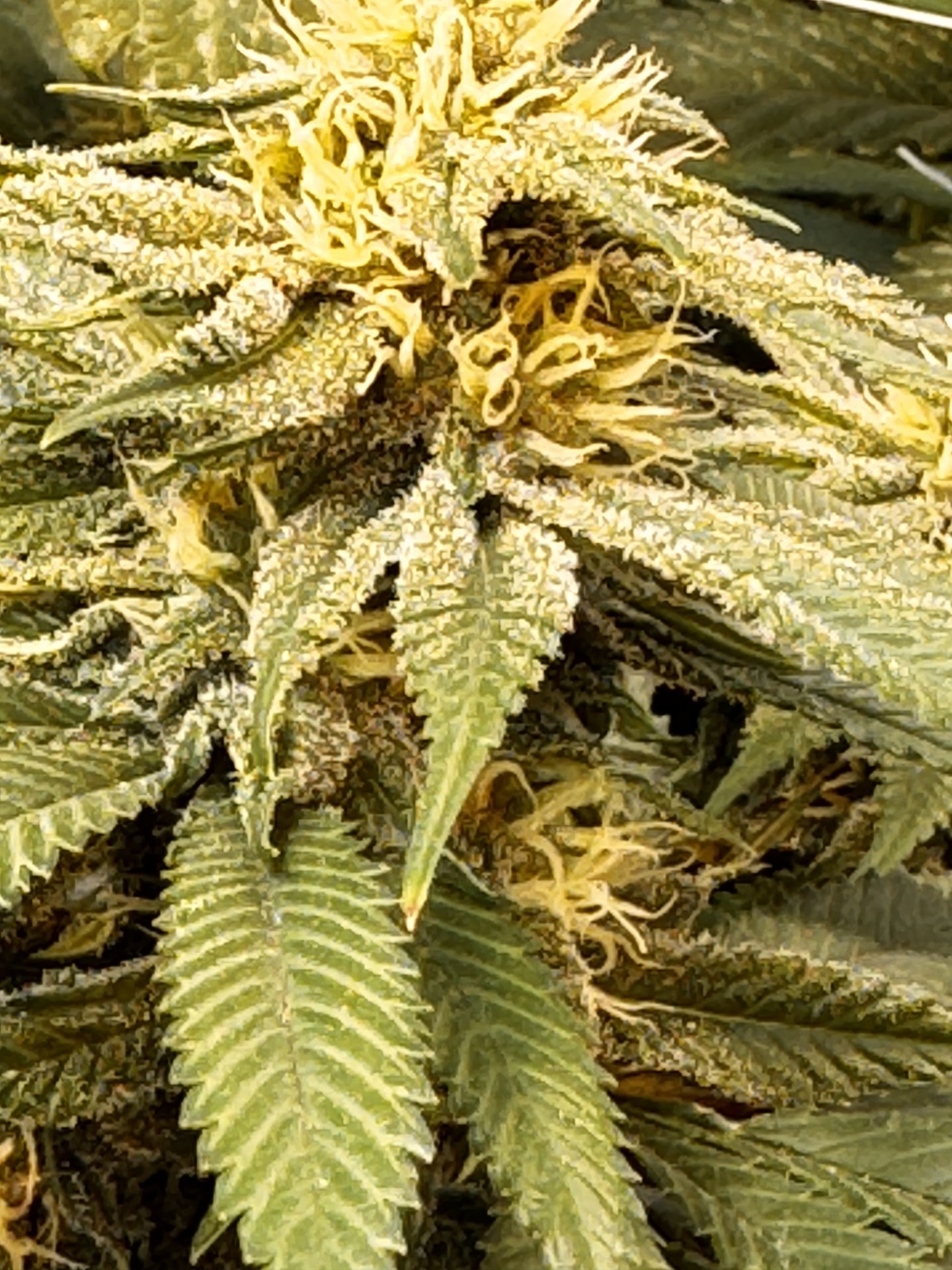 Step Inside Kushberry Farms: Where Good Times Grow - Real Vegas Magazine